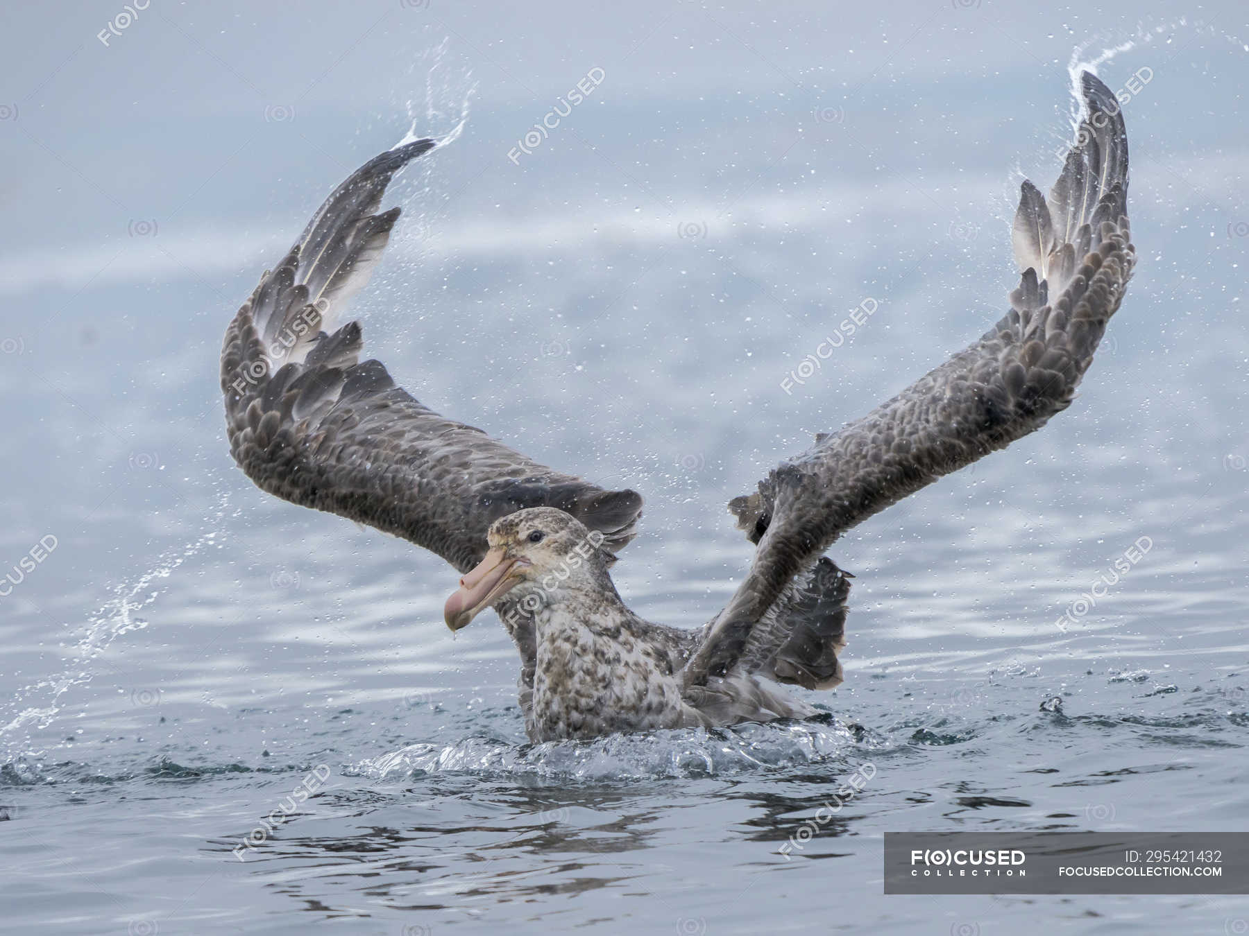 Petrel gigante del sur - Fotos de stock, imágenes sin royalties | Focused