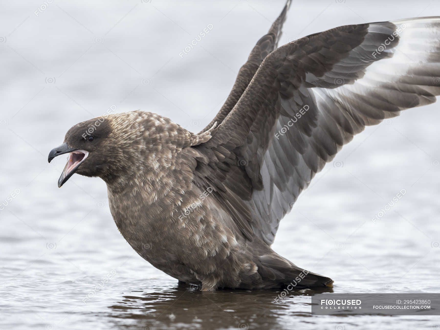 Falkland Skua or Brown Skua (Stercorarius antarcticus, exact taxonomy is under dispute). They ...
