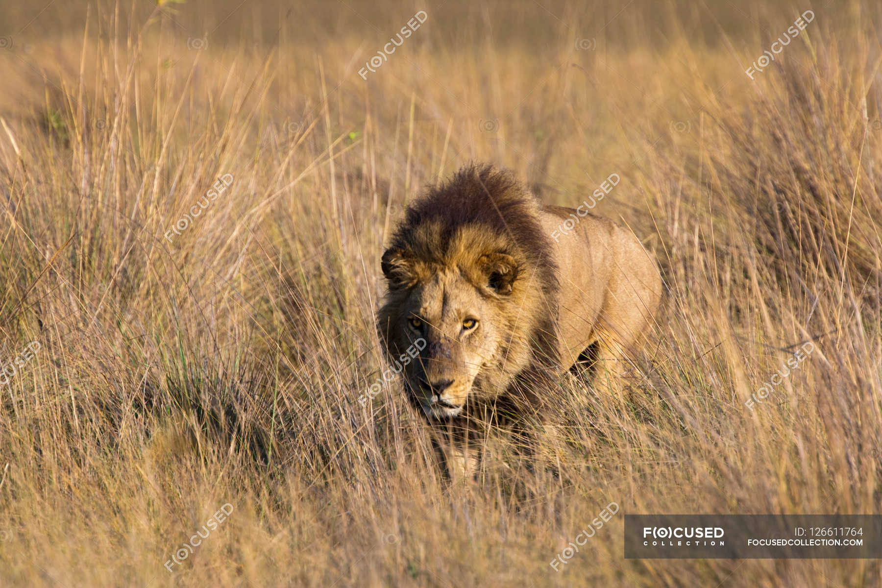 African lion walking at field — Animals In The Wild, animal behaviour ... African lion walking at field — Animals In The Wild, animal behaviour ...