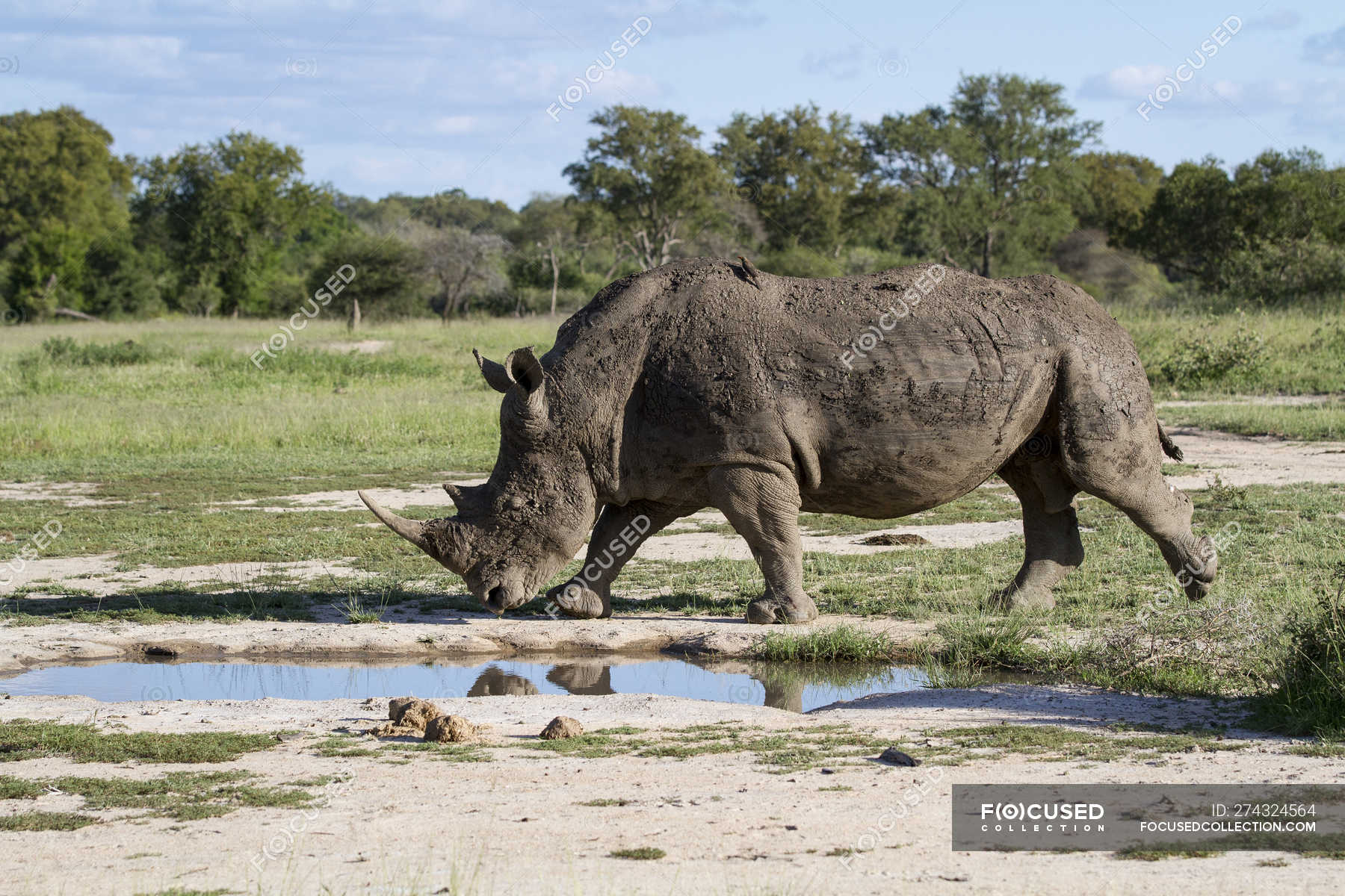 White rhinoceros walking near waterhole in grassland of Africa — safari ...