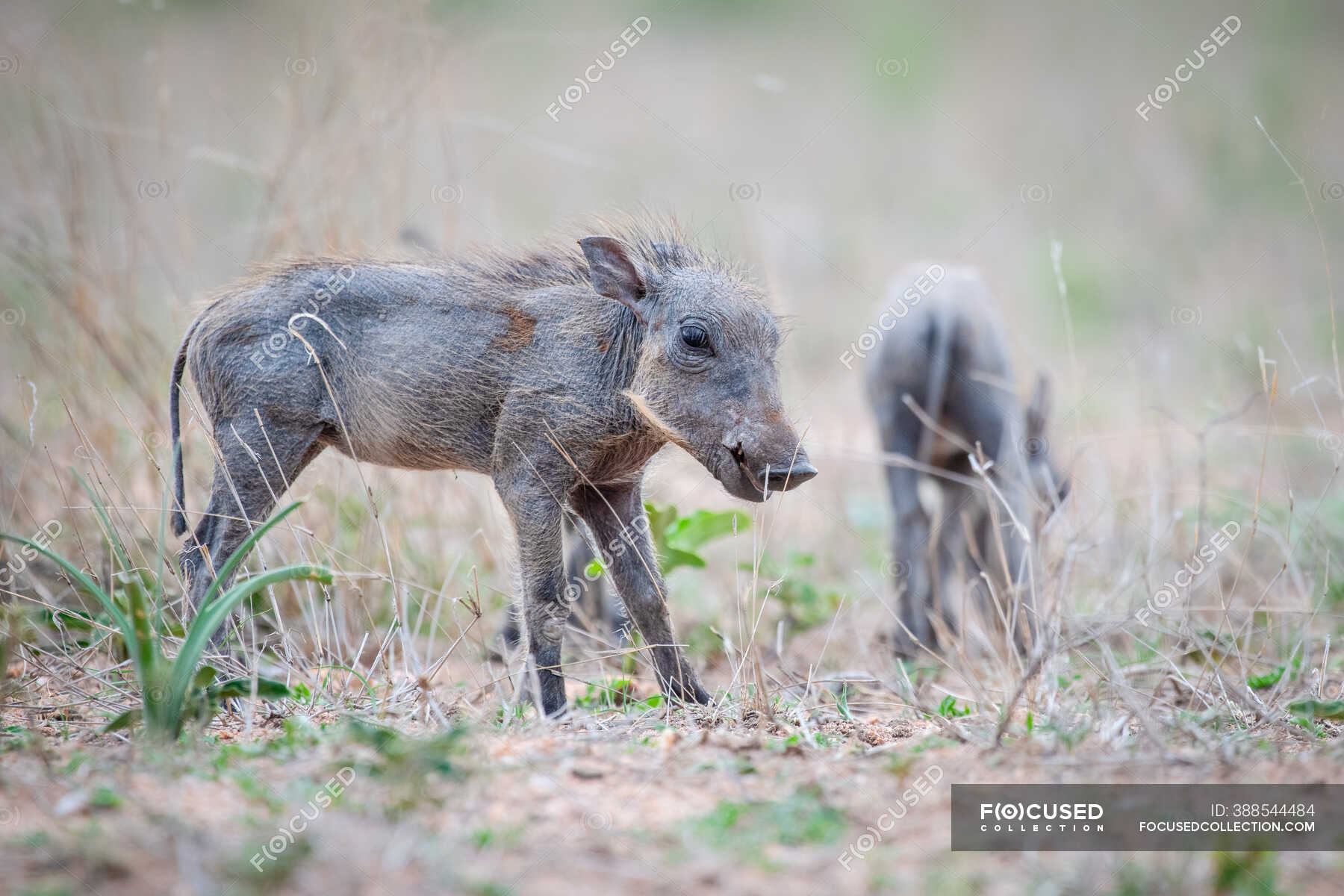 Warthog piglets, Phacochoerus africanus, standing in short grass, ears back — bovid, Southern ...