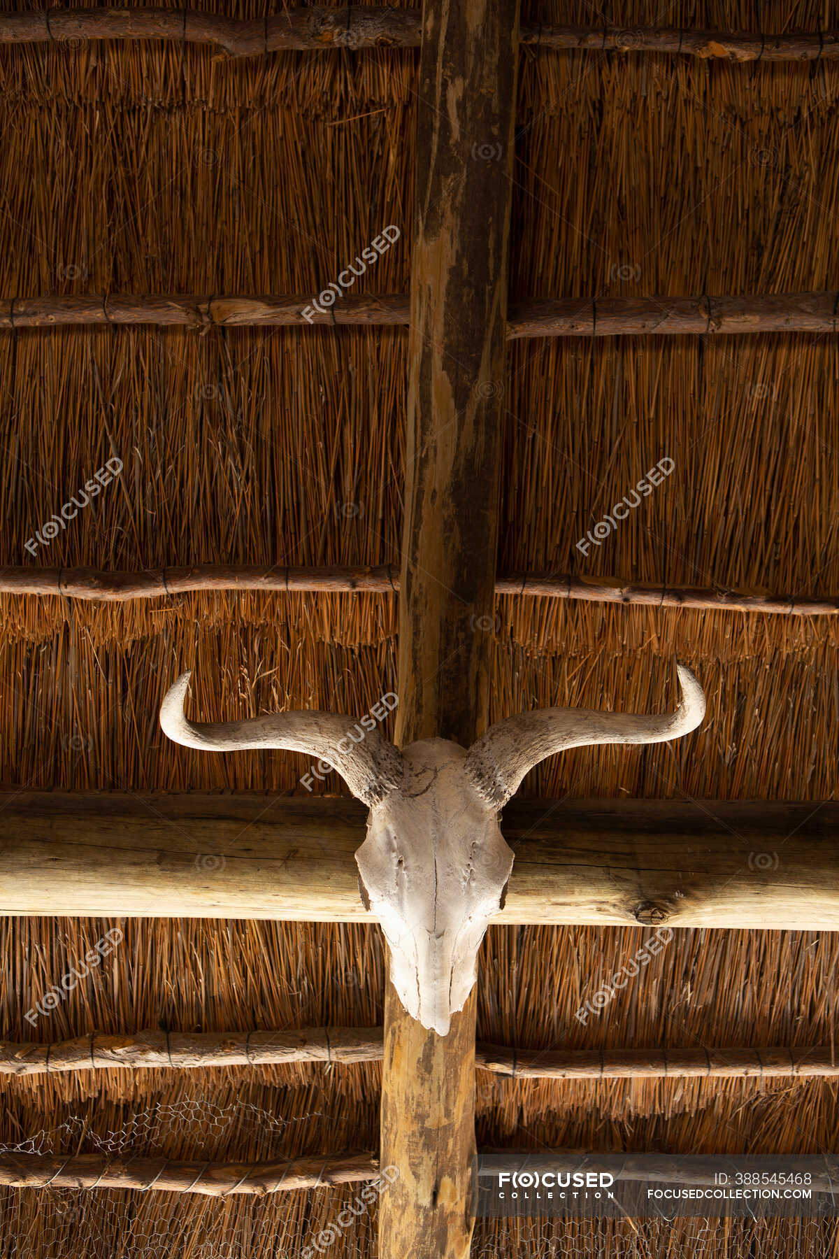 Teschio animale con corna curve su una trave sotto un tetto ...