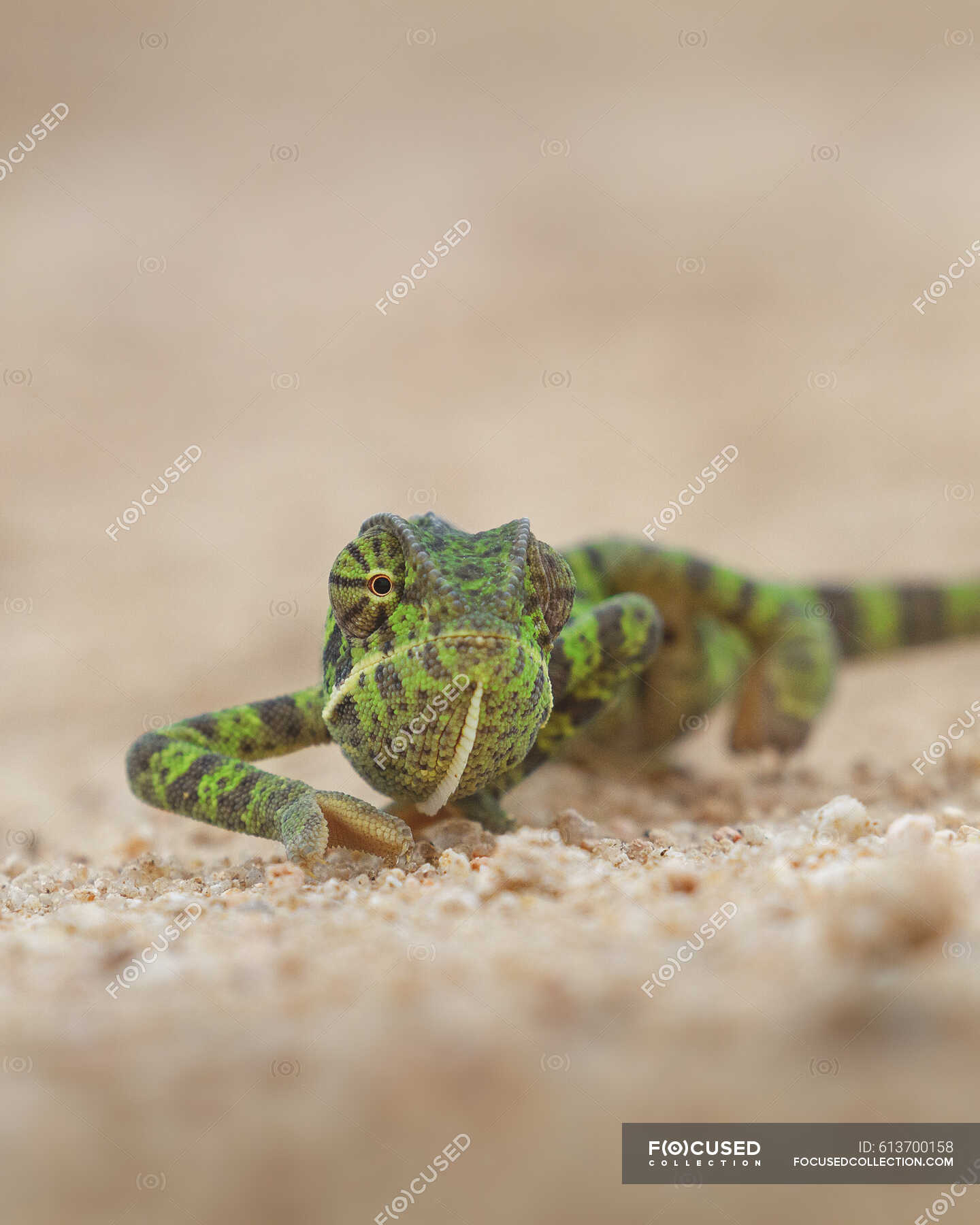 A Flap-necked Chameleon, Chamaeleo dilepis, walks across sand, close-up ...