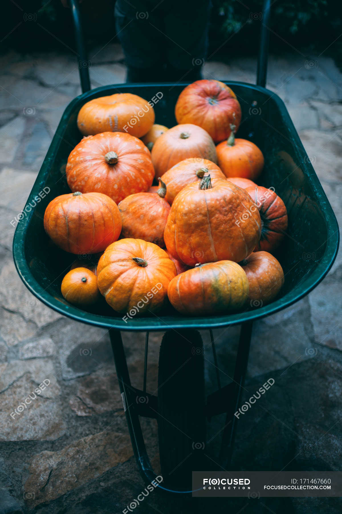Pumpkins in wheelbarrow — food, halloween - Stock Photo | #171467660