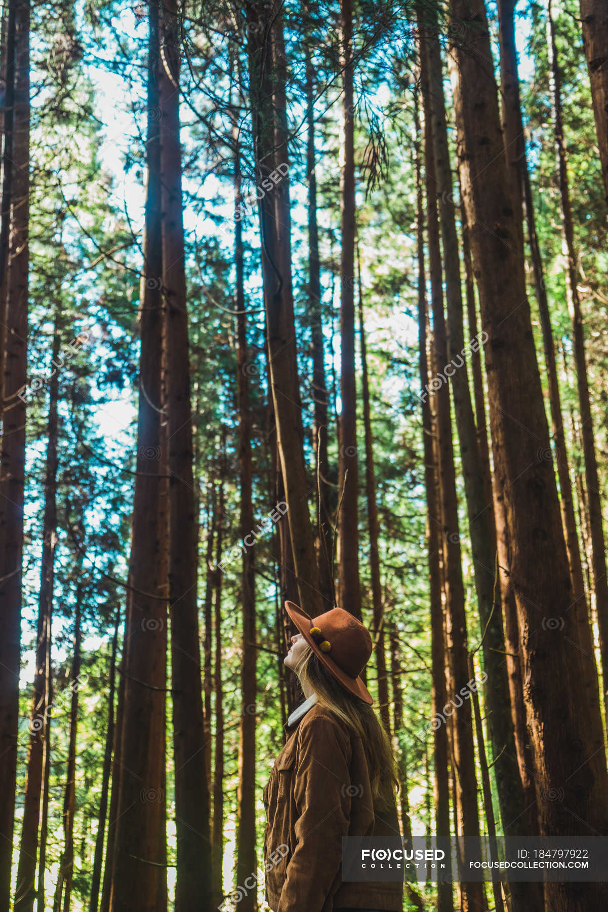 Woman Posing On Background Of Tree Trunks — Unrecognizable Growth