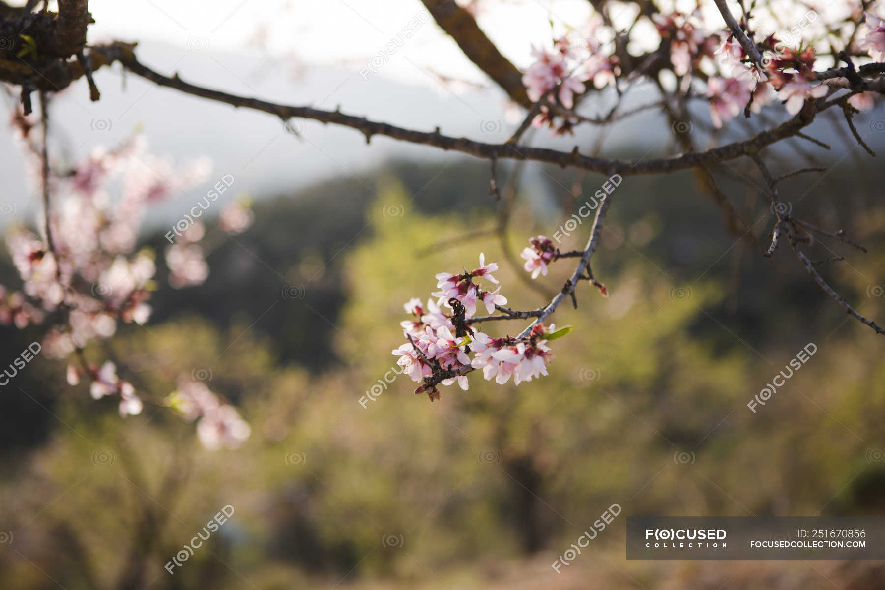 Closeup of twig of blooming fruit tree on background on background of ...