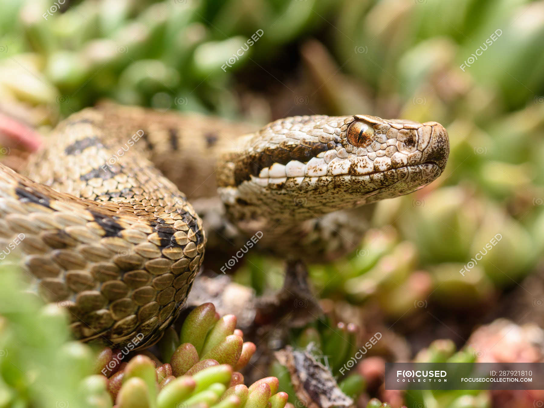Closeup of python snake curled on blurred background — colorful, ball ...