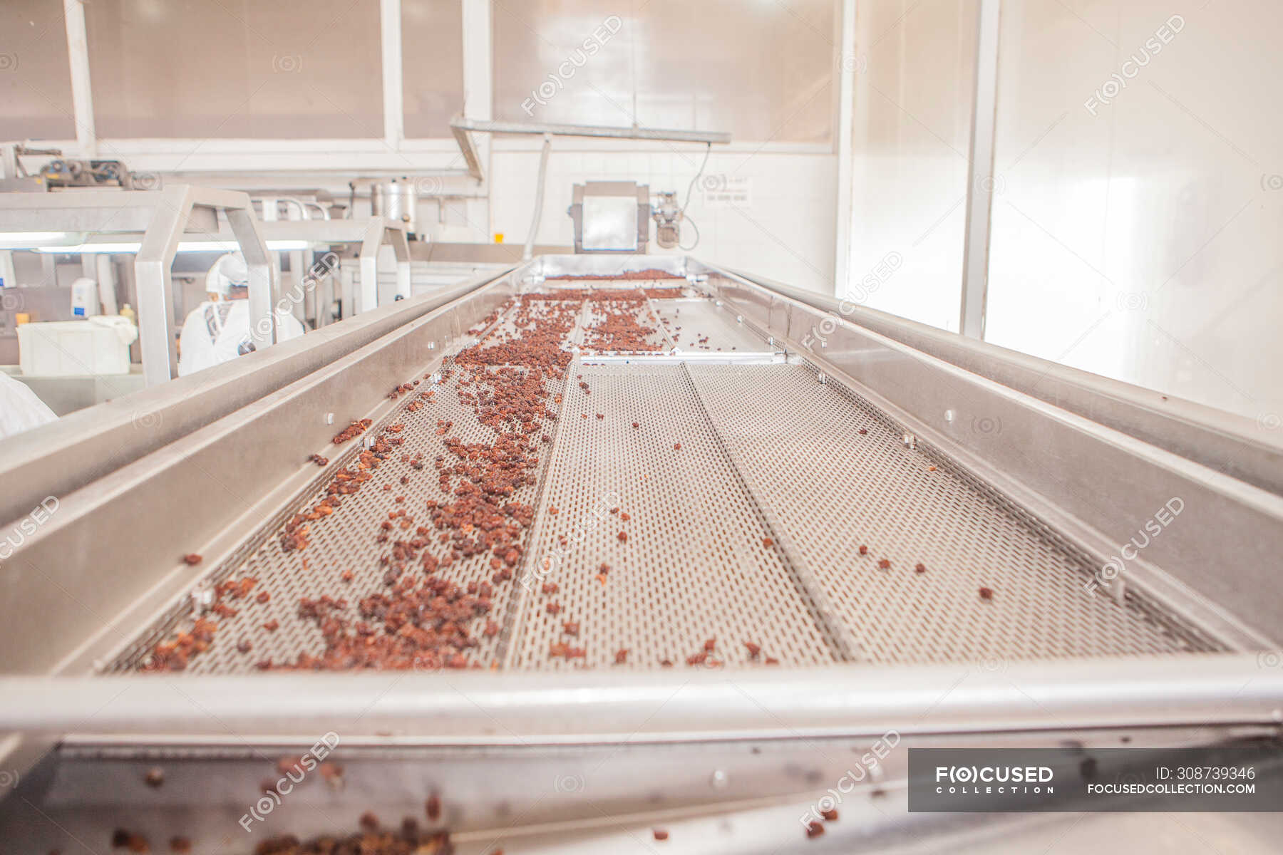 Automatic grape sorting on conveyor in workshop of winery — food, vineyard - Stock Photo ...