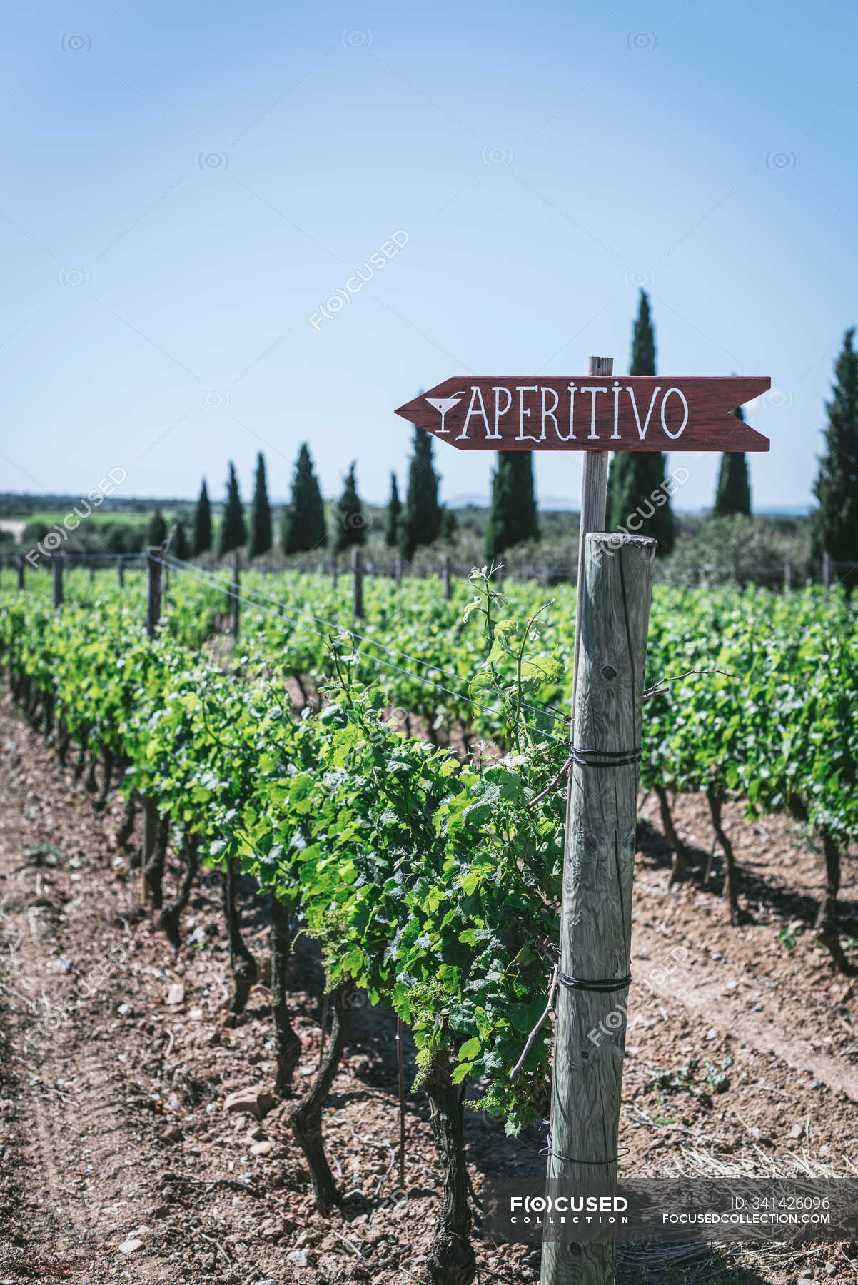 Green plant vines on farm — fresh, tranquil - Stock Photo | #341426096
