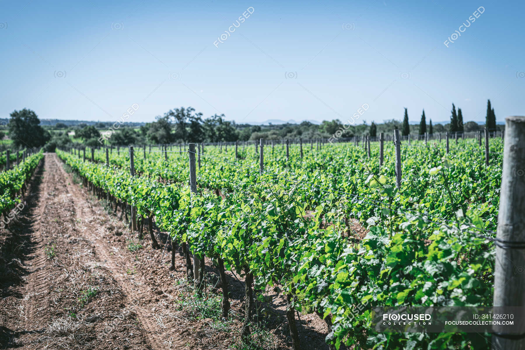 Green plant vines on farm — earth, agriculture - Stock Photo | #341426210