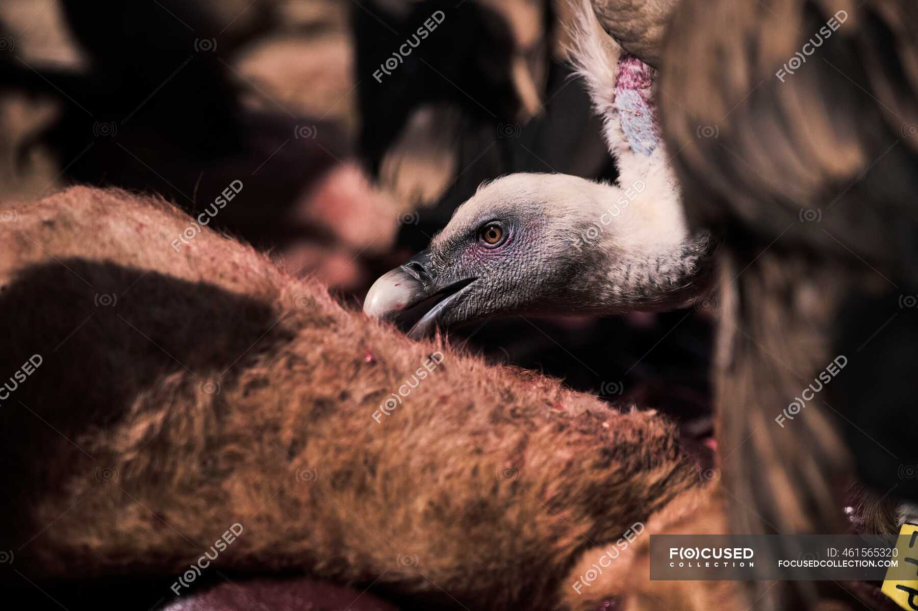 Large scavenger Griffon vulture bird eating dead animal in wild nature ... Large scavenger Griffon vulture bird eating dead animal in wild nature ...