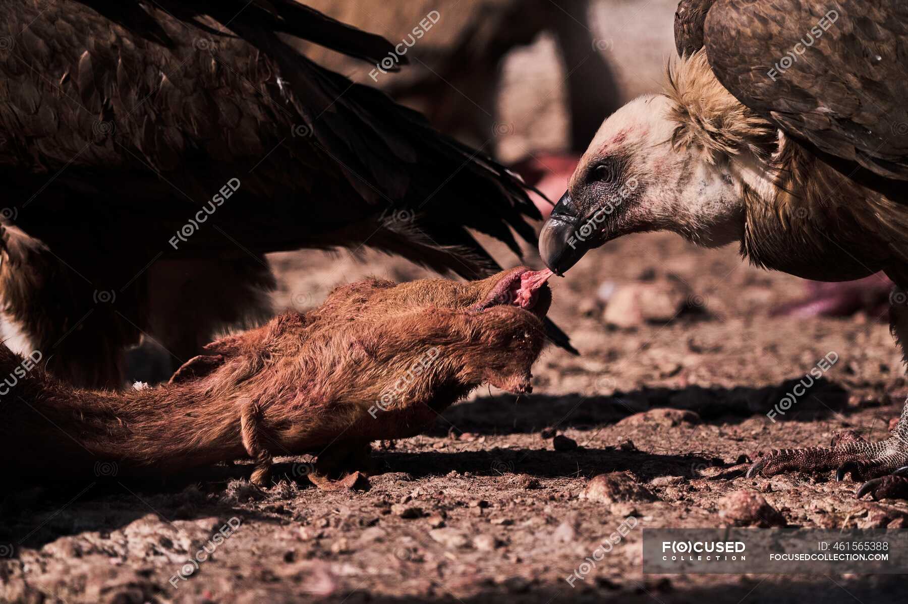 Large scavenger Griffon vulture bird eating dead animal in wild nature ... Large scavenger Griffon vulture bird eating dead animal in wild nature ...