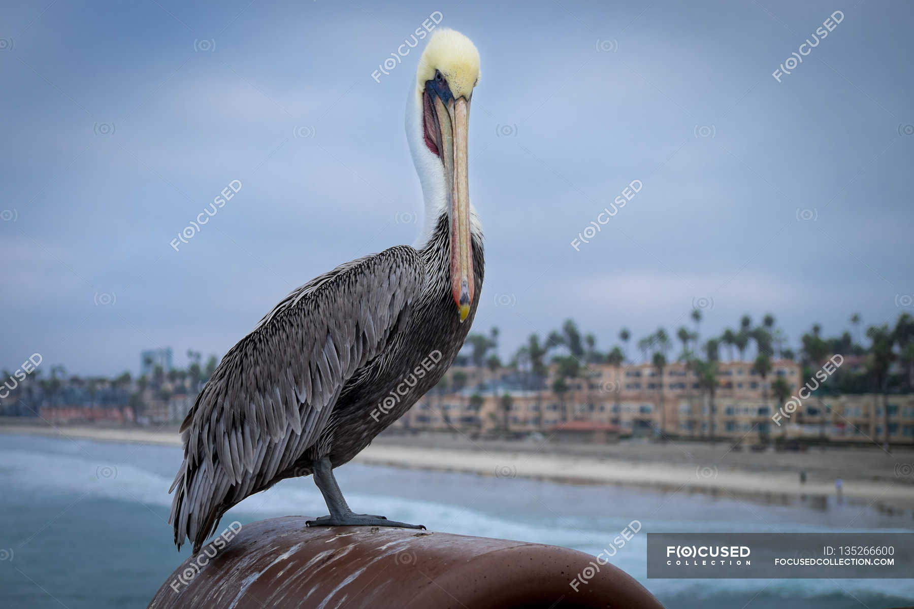 Big pelican on pier — stormy clouds, seashore - Stock Photo | #135266600