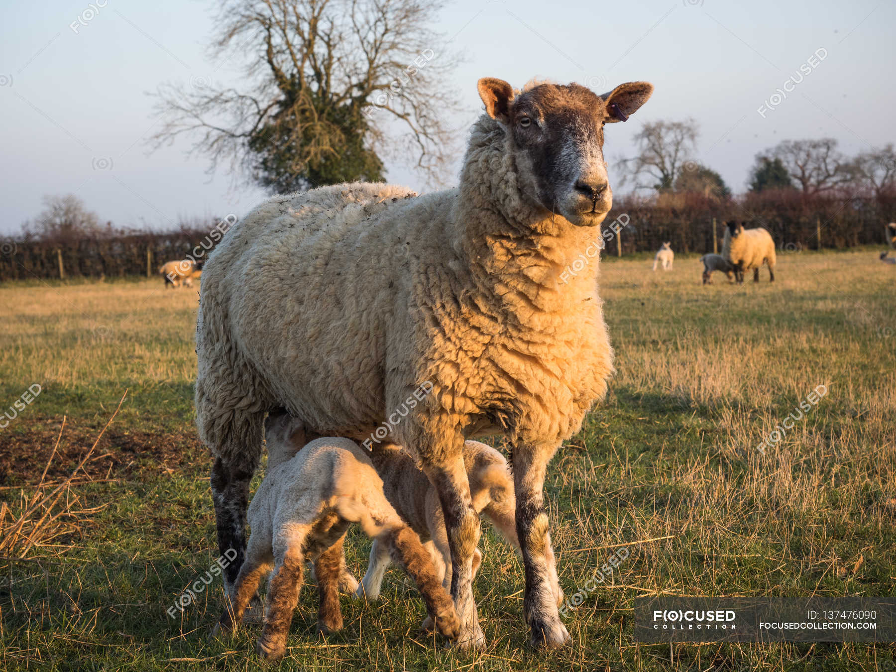 Ewe feeding two lambs in field — outdoors, Front View - Stock Photo ... Ewe feeding two lambs in field — outdoors, Front View - Stock Photo ...