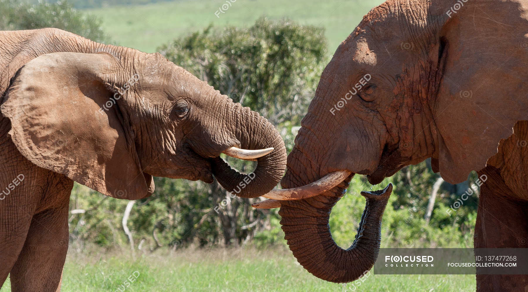 Two African Elephants — color, outdoors - Stock Photo | #137477268