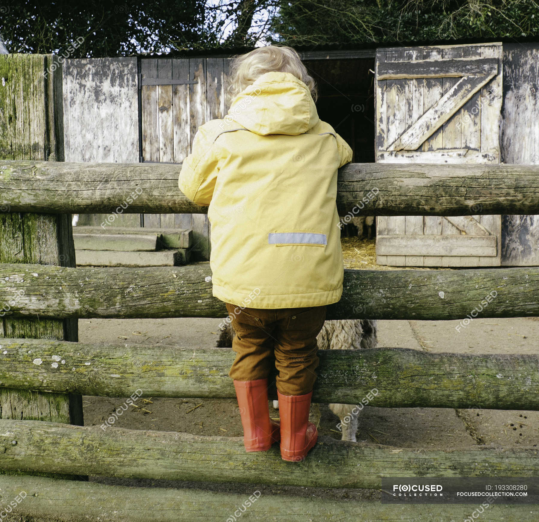 Back view of Young Boy Leaning Over Farm Fence — caucasian, Colour ...