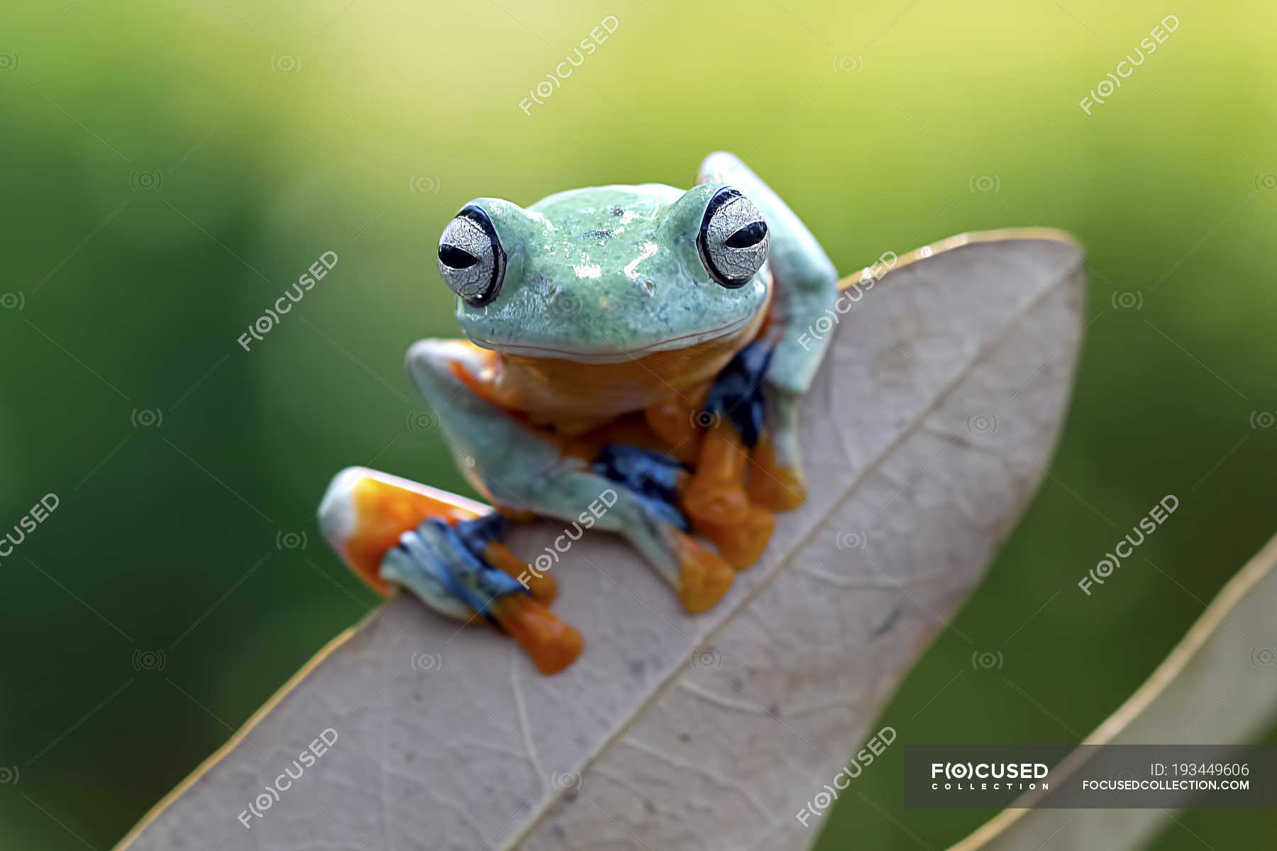 Dumpy Tree Frog Sitting On Leaf Against Blurred Green Background Funny Picture Concept