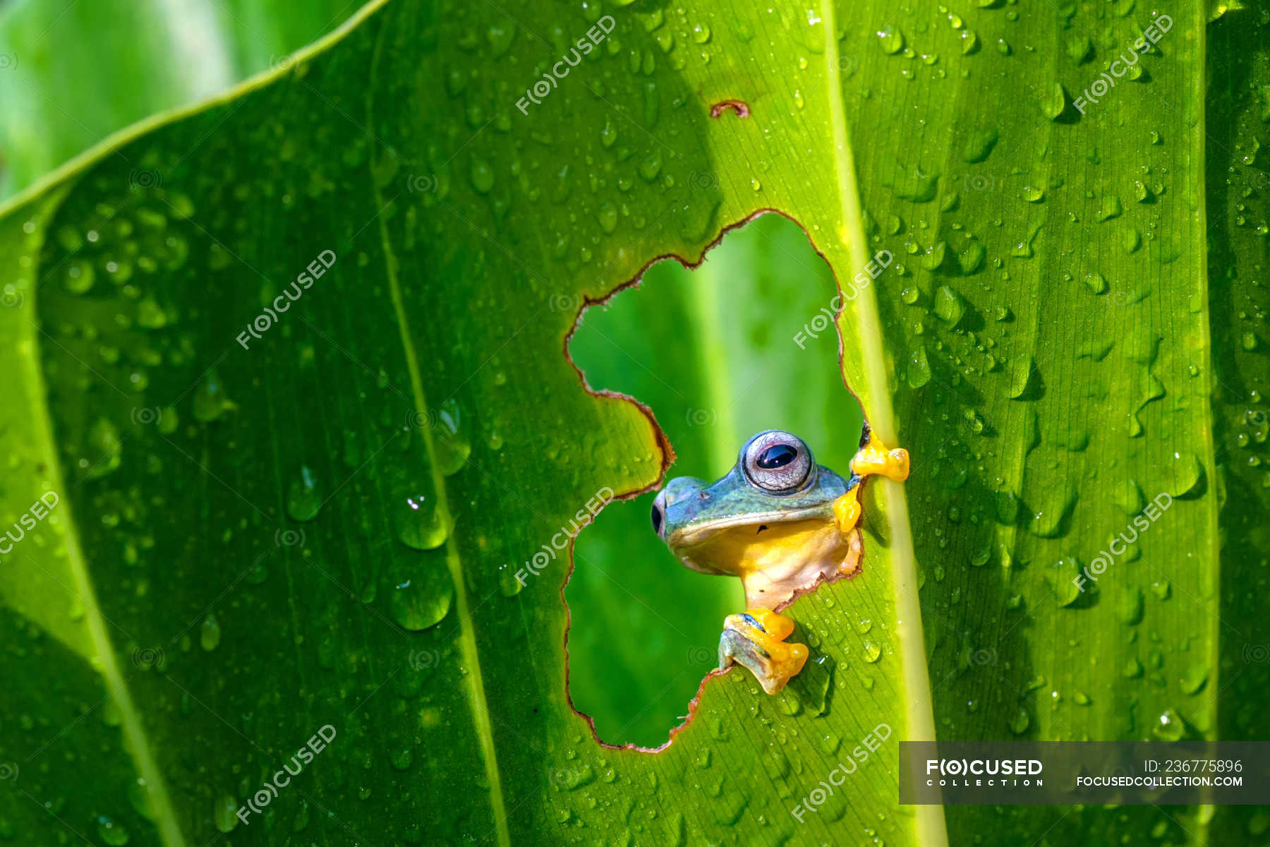 Tree frog looking through a hole in a leaf, closeup view — colorful ...