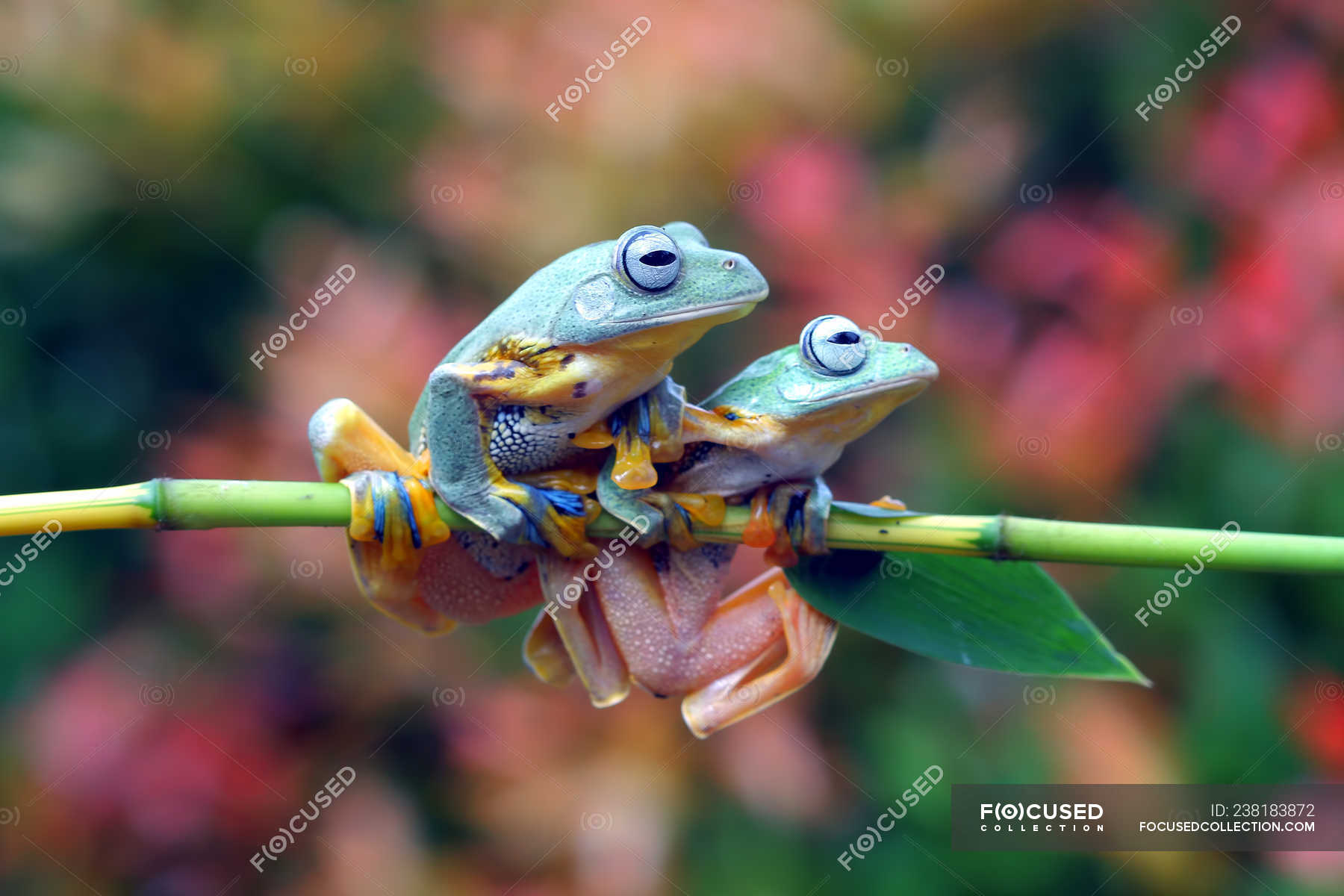 Two Javan tree frogs on a branch, blurred background — colorful ...