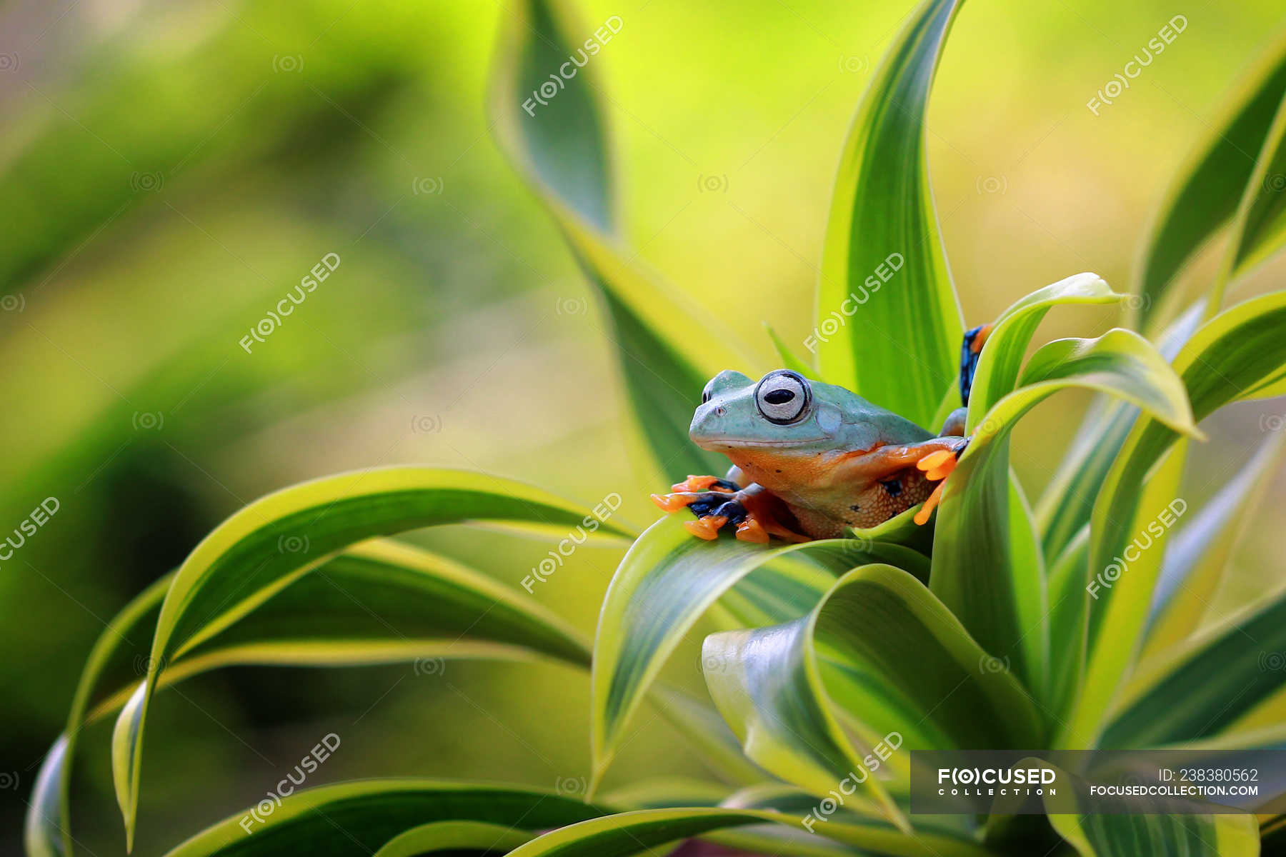 Closeup view of Javan tree frog sitting on a leaf — beauty in nature ...