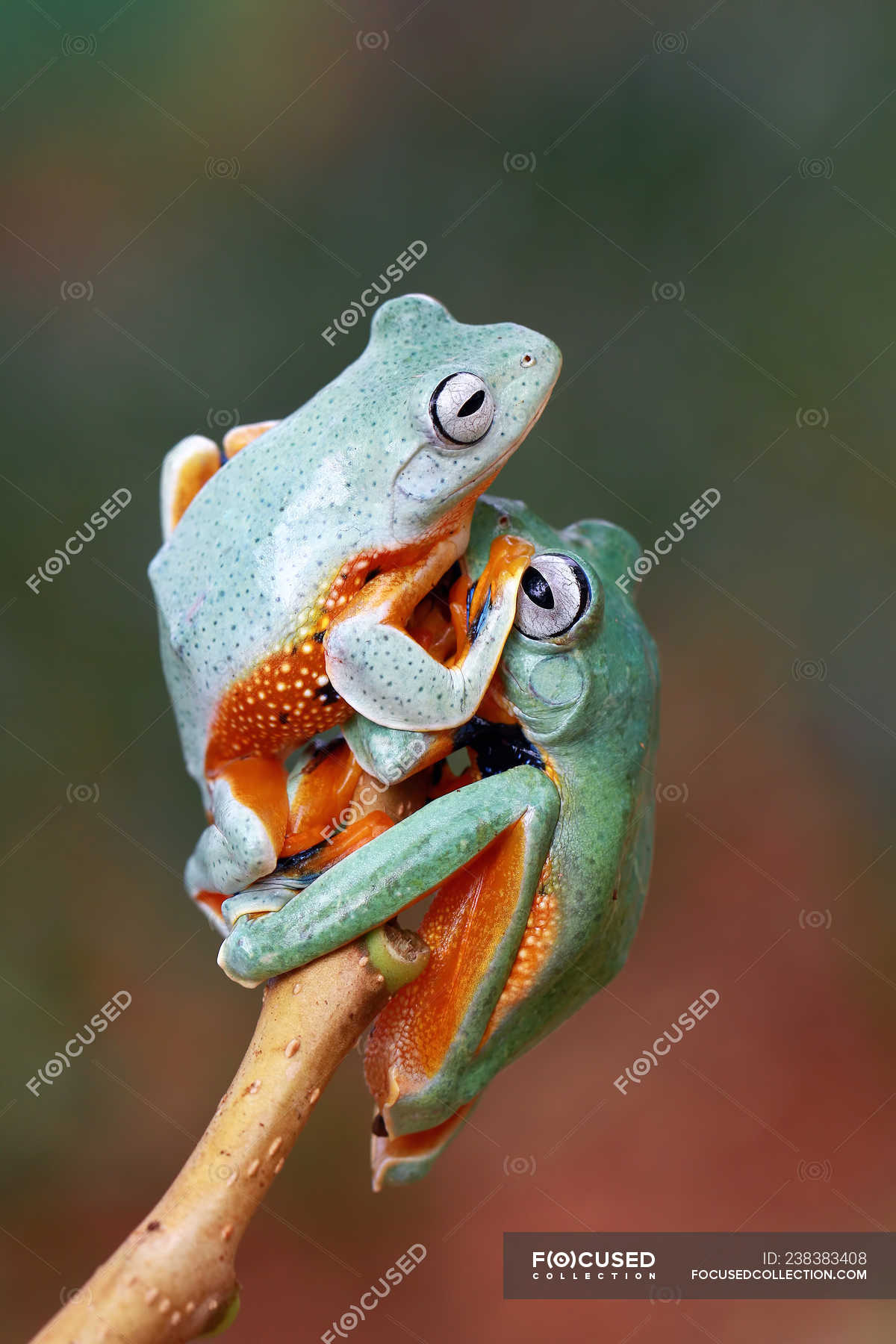 Two Javan tree frogs on a branch, blurred background — Full Length ...