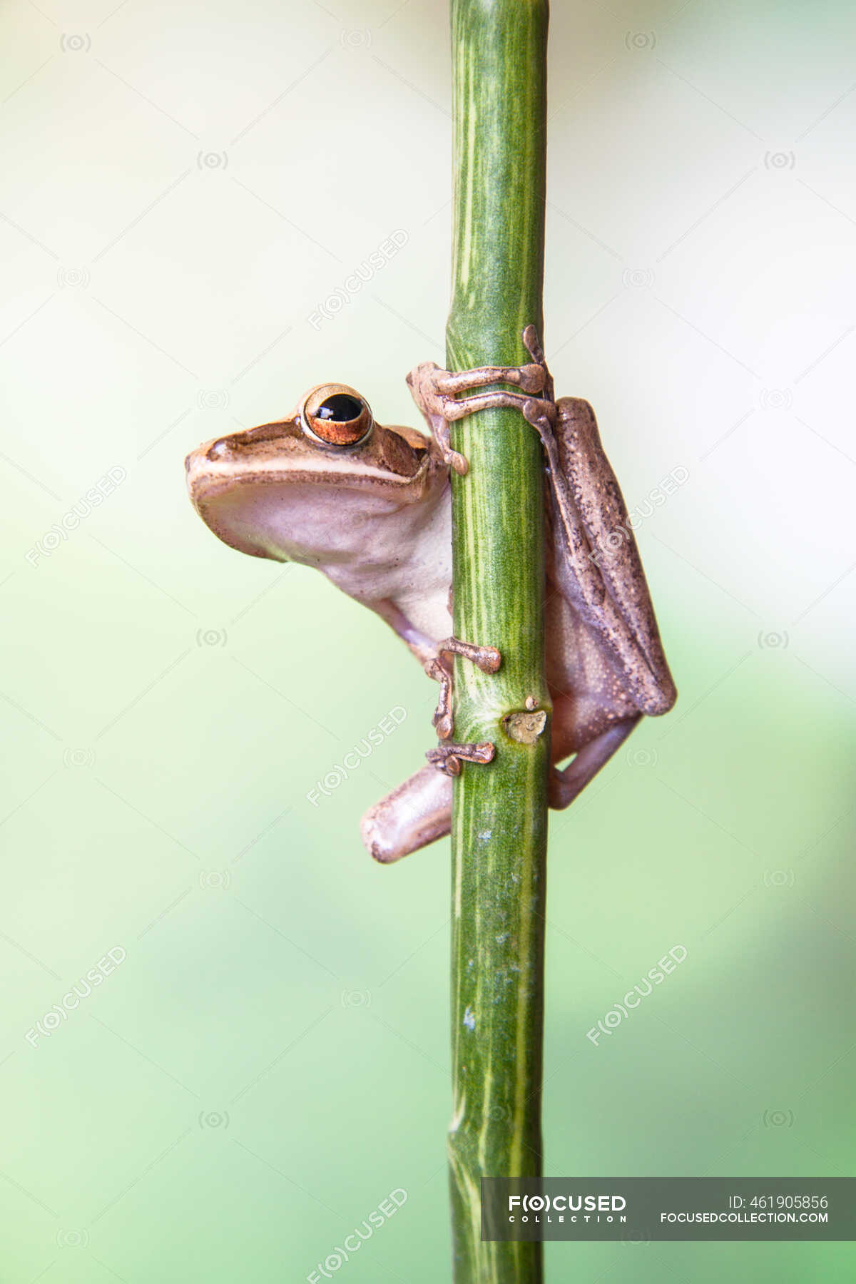 Close-up of a tree frog on a branch, Indonesia — wildlife, One Animal ...