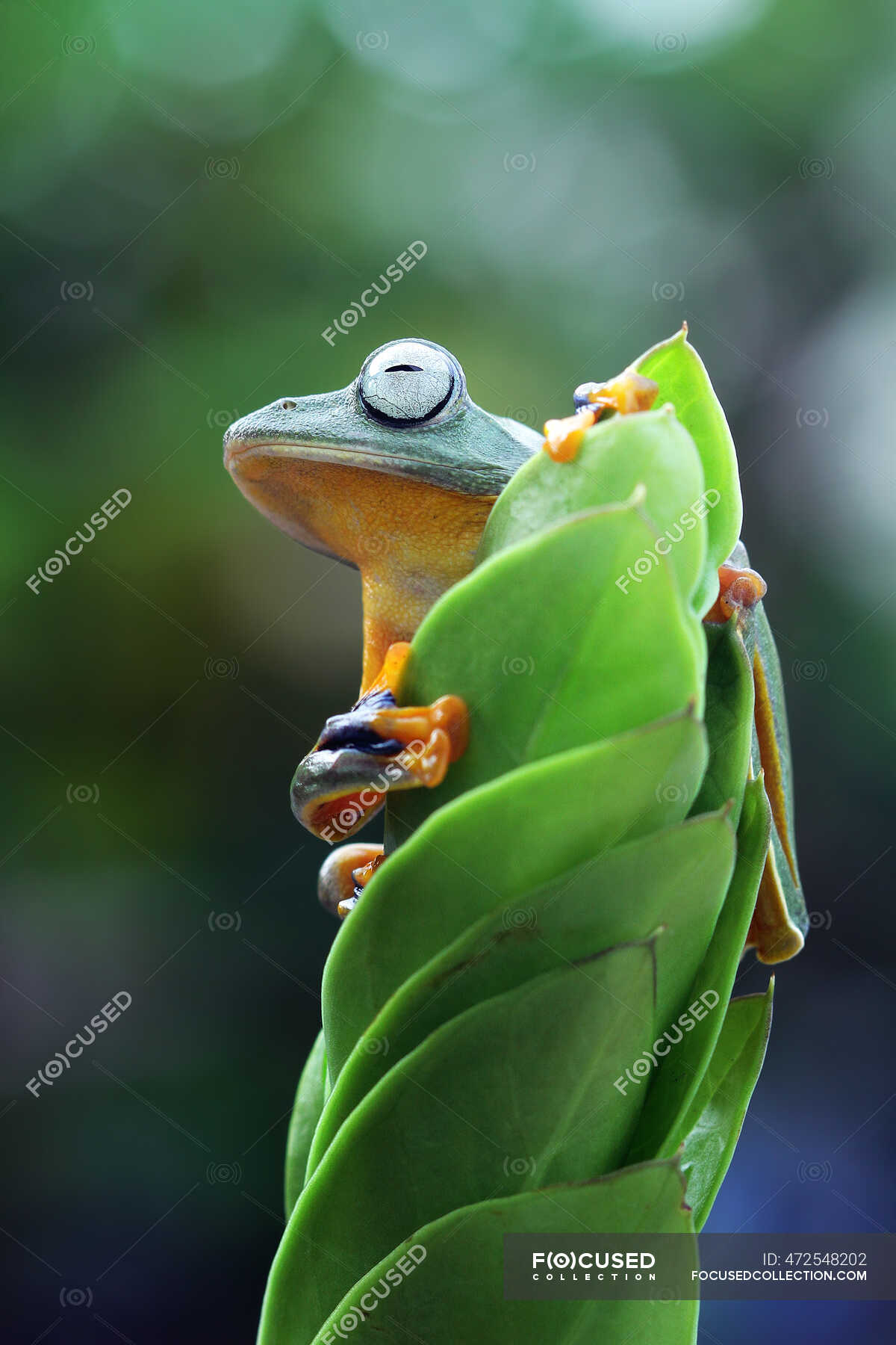 Javan tree frog on a plant, Indonesia — animal portrait, copy space ...