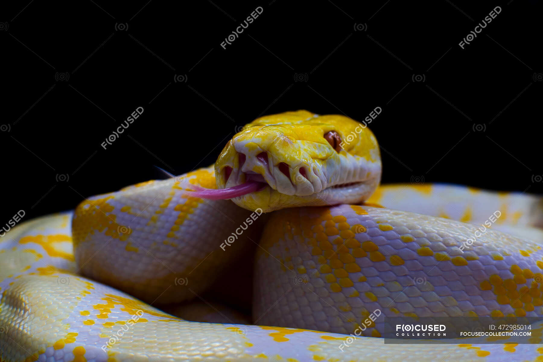 Close up of a python, Indonesia — outdoors, flicking tongue - Stock ...