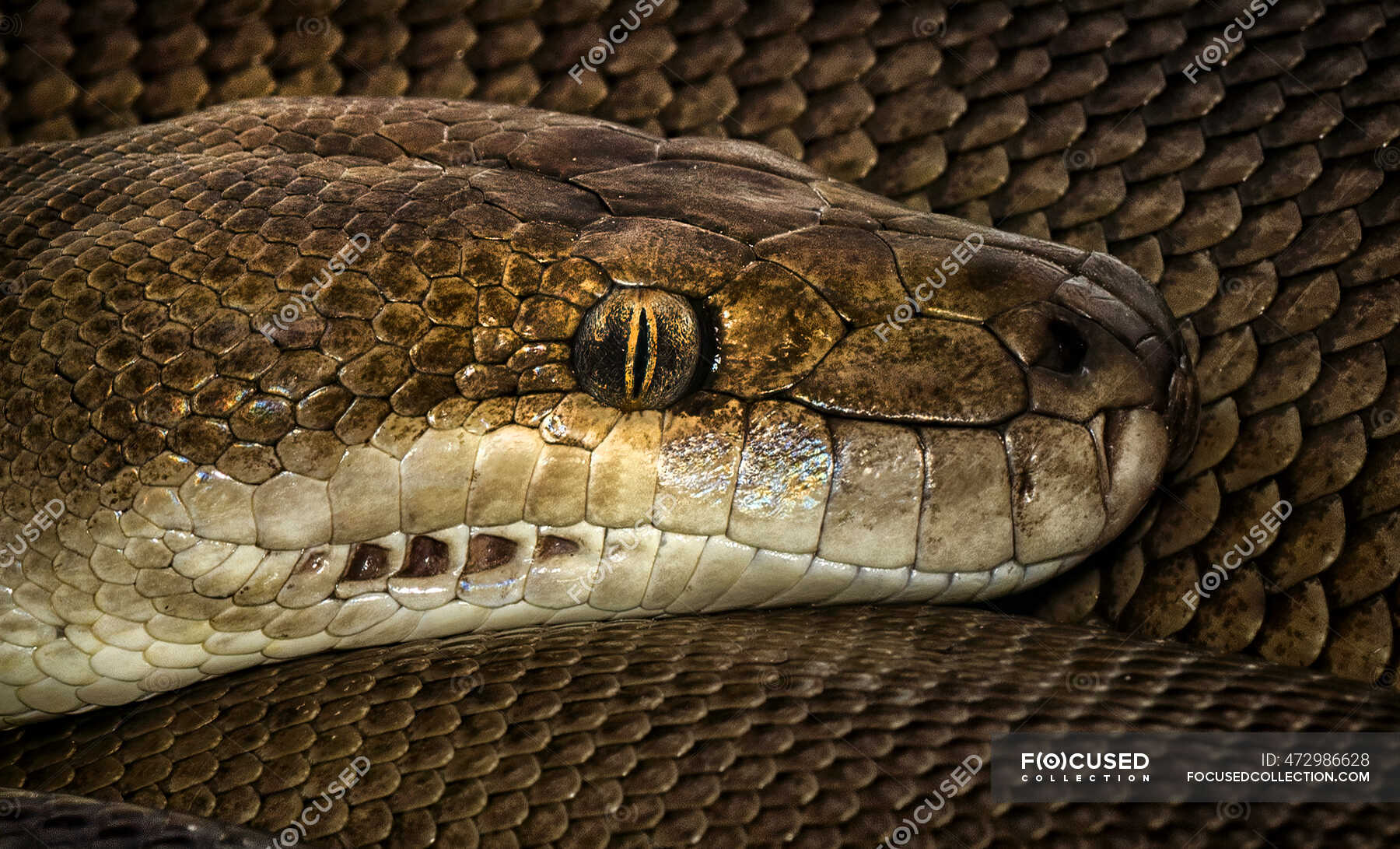 Clos-up of an olive python's head, Western Australia, Australia ...