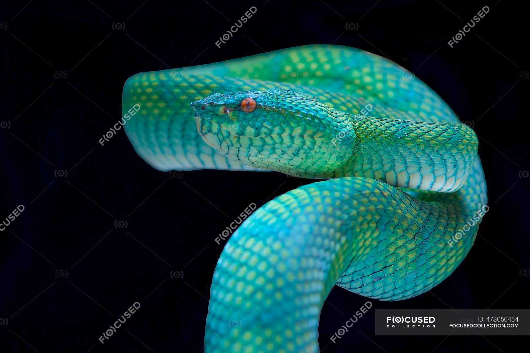 Serpiente víbora, Borneo, Kalimantan Barat, Pontianak, Indonesia ...