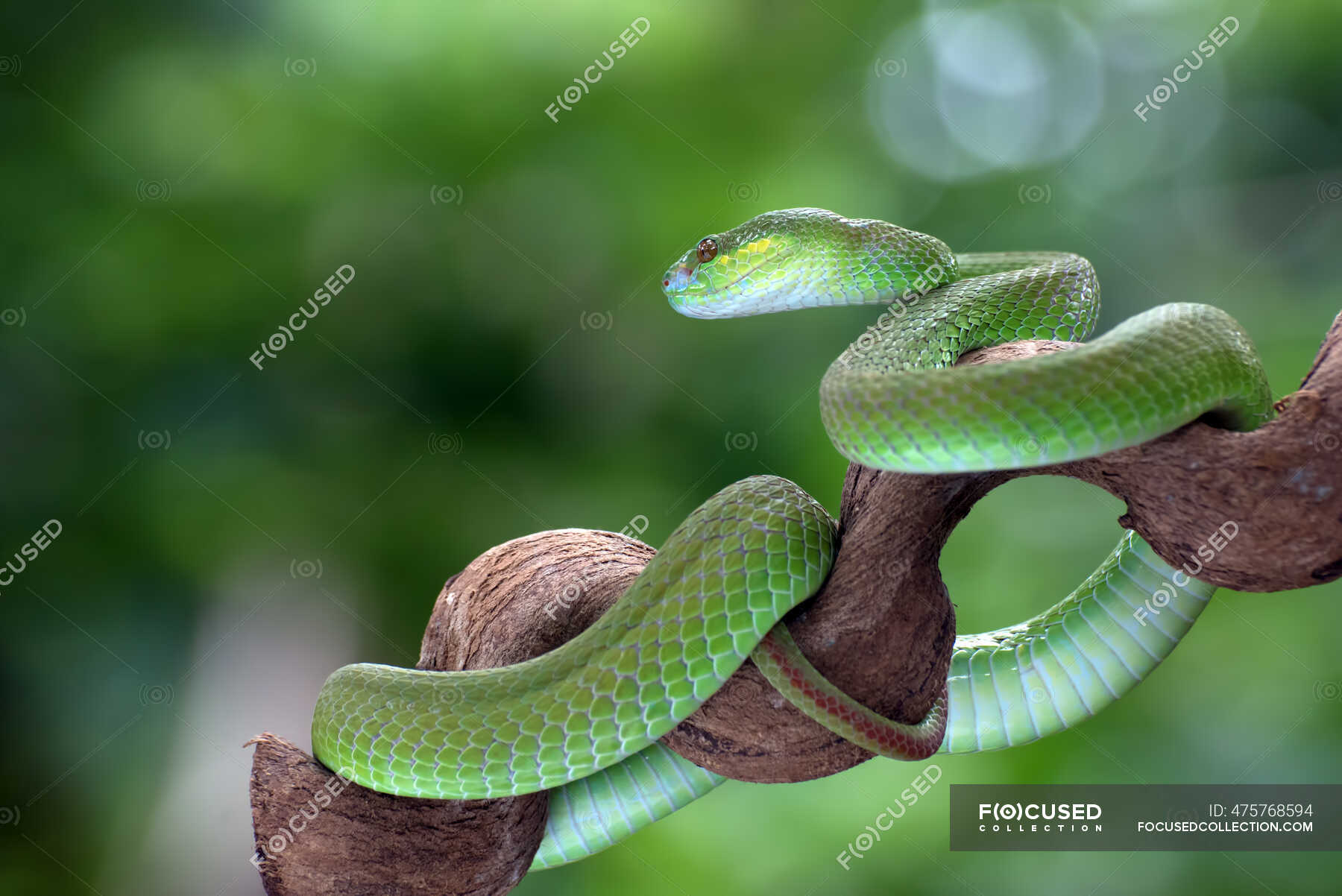 White-lipped island pit viper coiled around a tree branch, Indonesia ...