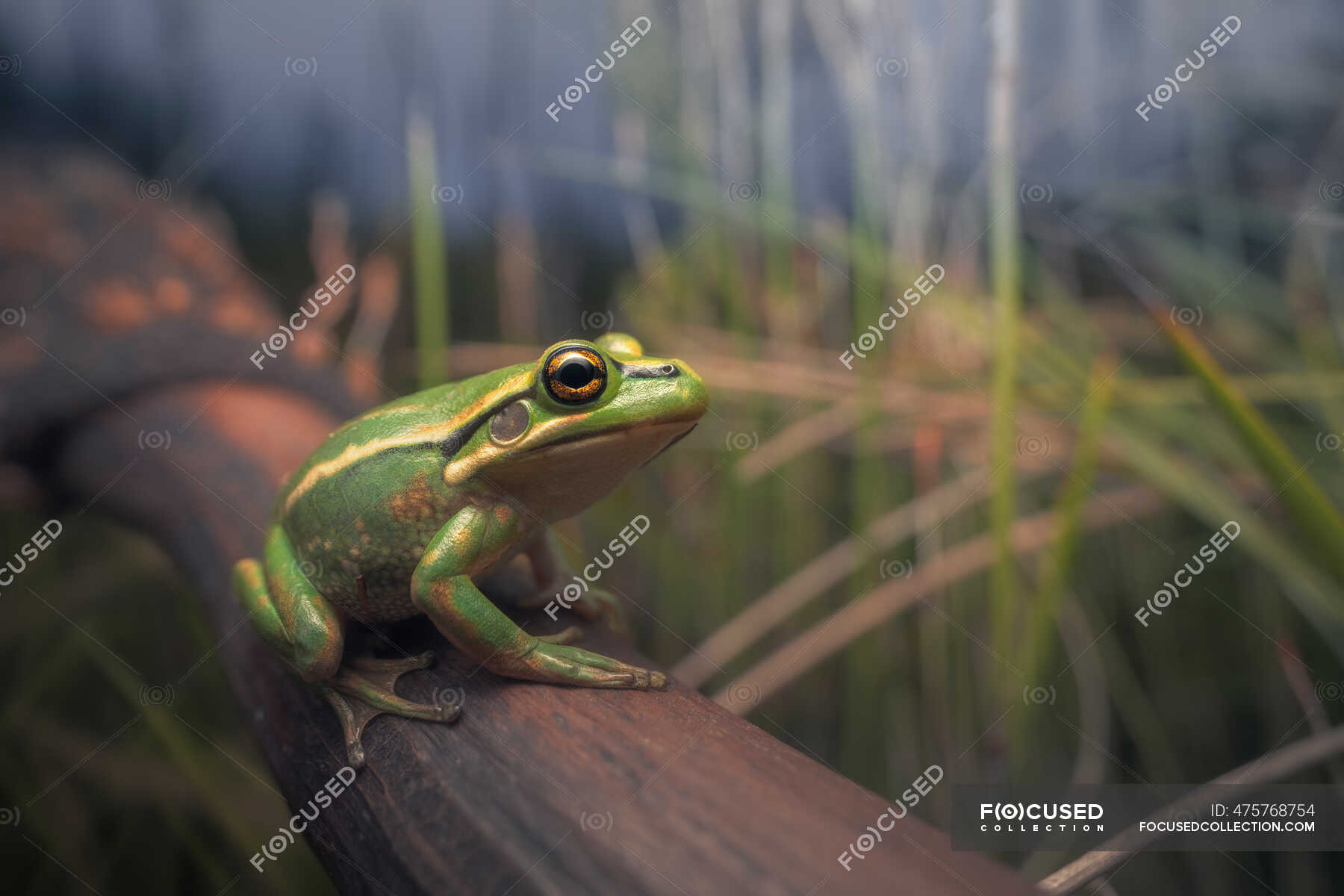 Green and golden bell frog (Litoria aurea) in burnt xanthorrhoea habitat, Australia — Animals In ...
