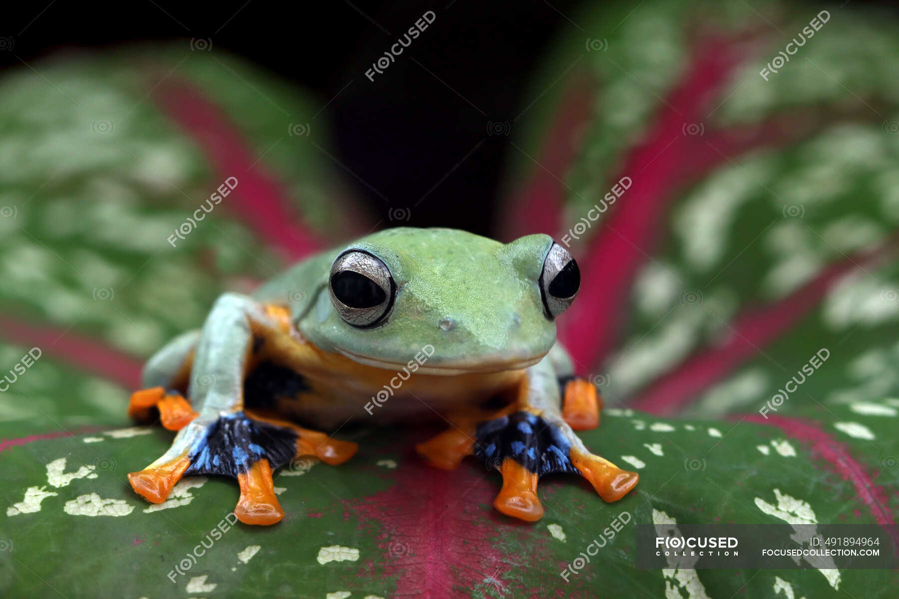 Close-up of a javan tree frog on a leaf, Indonesia — One Animal ...